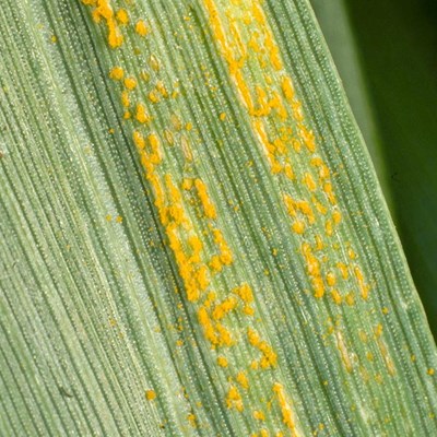 Yellow Rust