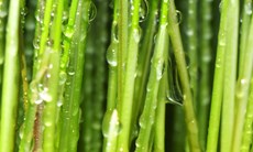 Fungicides for Crop Disease Control - Bayer CropScience