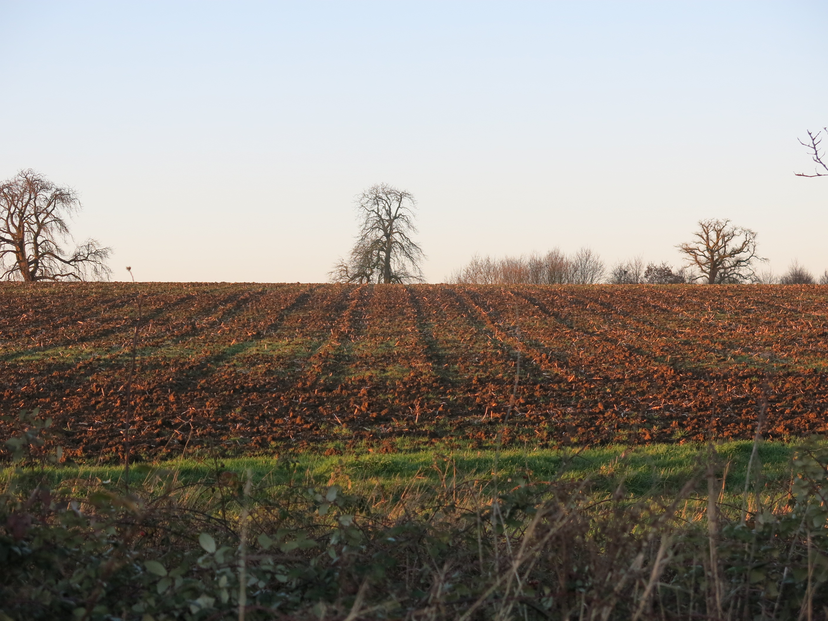 Drilling Masterclass: How to drill treated seeds effectively