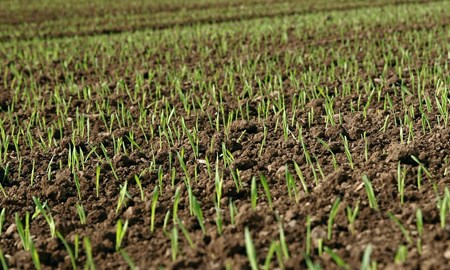 Bayer Crop Science UK: Crop Protection for a Fast-Changing World