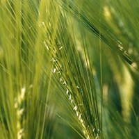 Barley agronomy advice