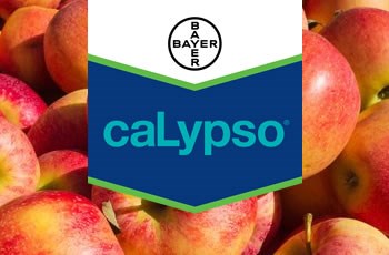 Top & stone fruit page