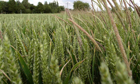 Bayer Crop Science UK: Crop Protection for a Fast-Changing World