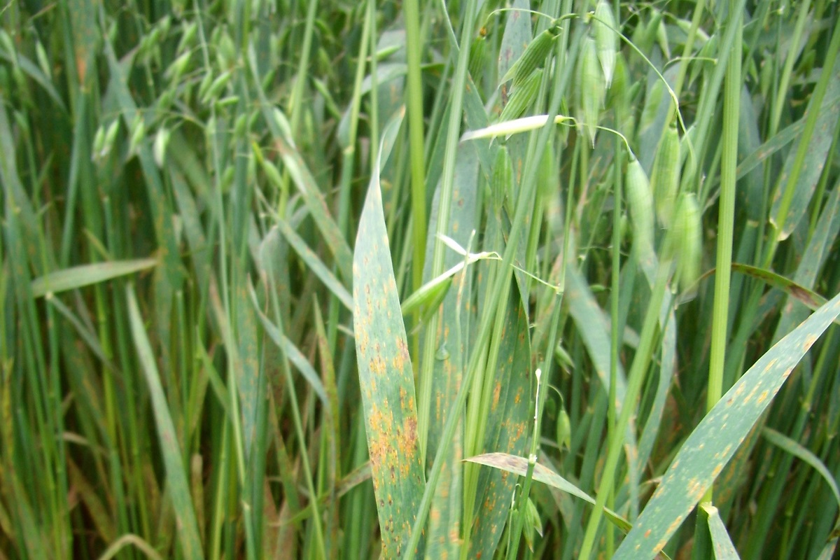 Crown Rust