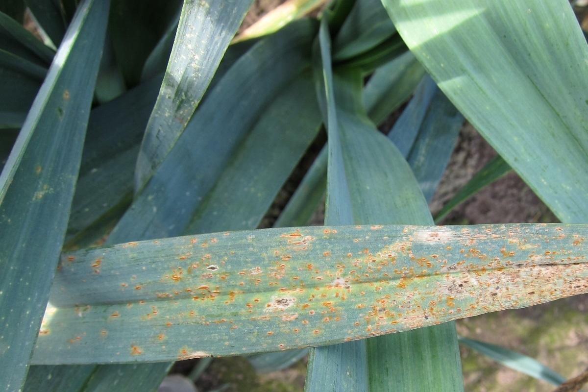 Onion and Leek Diseases