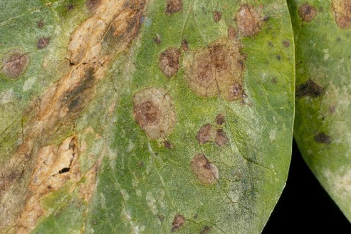 Pea and Bean Diseases