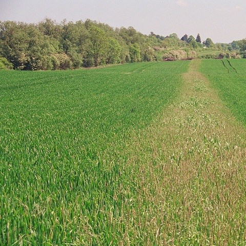 Black-Grass: Your Definitive Resource