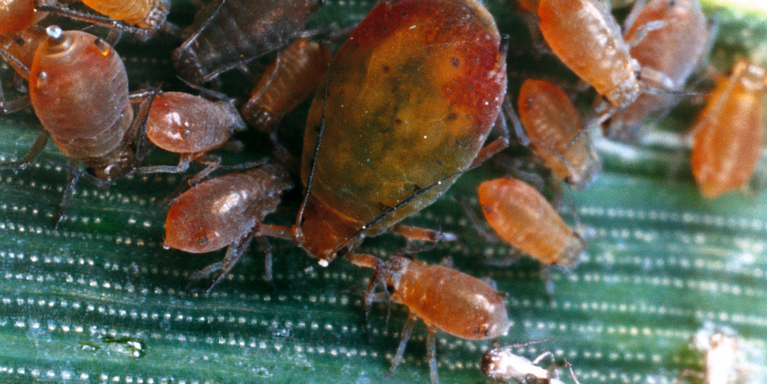 Aphid identification: 7 top tips for pinpointing pests