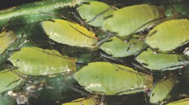Aphid identification: 7 top tips for pinpointing pests
