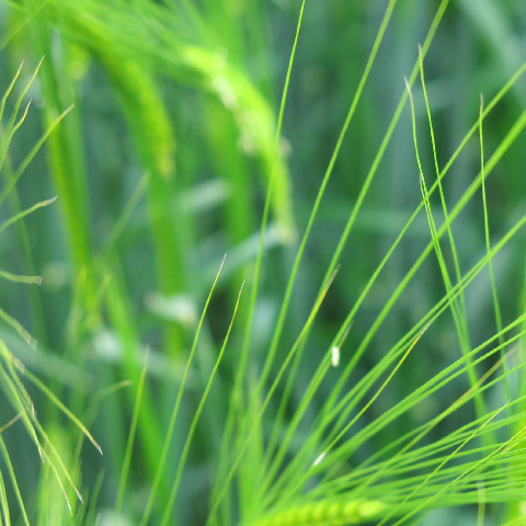 Black-Grass: Your Definitive Resource