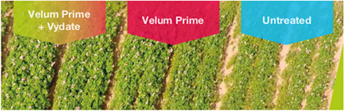 Velum Prime