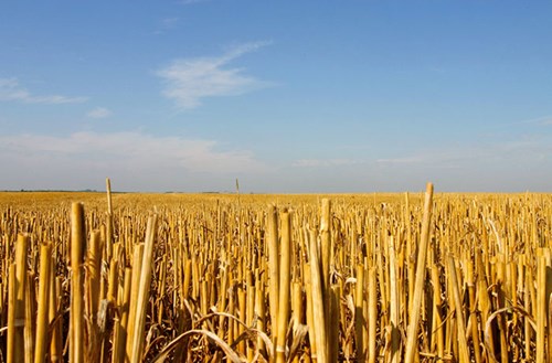 How to Control Black-Grass: 2020 Tips Across 7 Key Areas