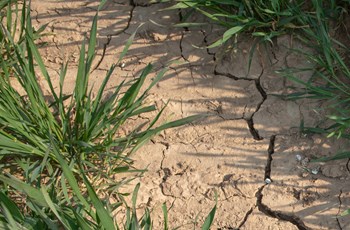 Soil Health Management: Your Year-Round Resource