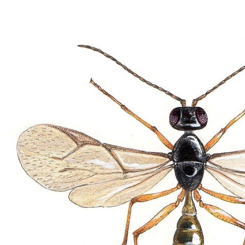 FLiPPER: A new biological insecticide from Bayer