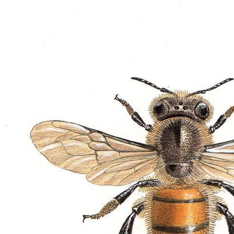 FLiPPER: A new biological insecticide from Bayer