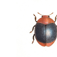 FLiPPER: A new biological insecticide from Bayer