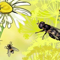 8 interesting facts about hoverflies [INFOGRAPHIC]