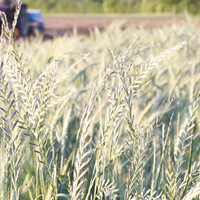 Italian Ryegrass Knowledge Hub