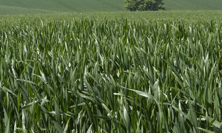 Bayer Crop Science UK: Crop Protection for a Fast-Changing World