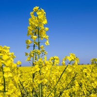 Oilseed Rape Trials highlight varieties for later drilling