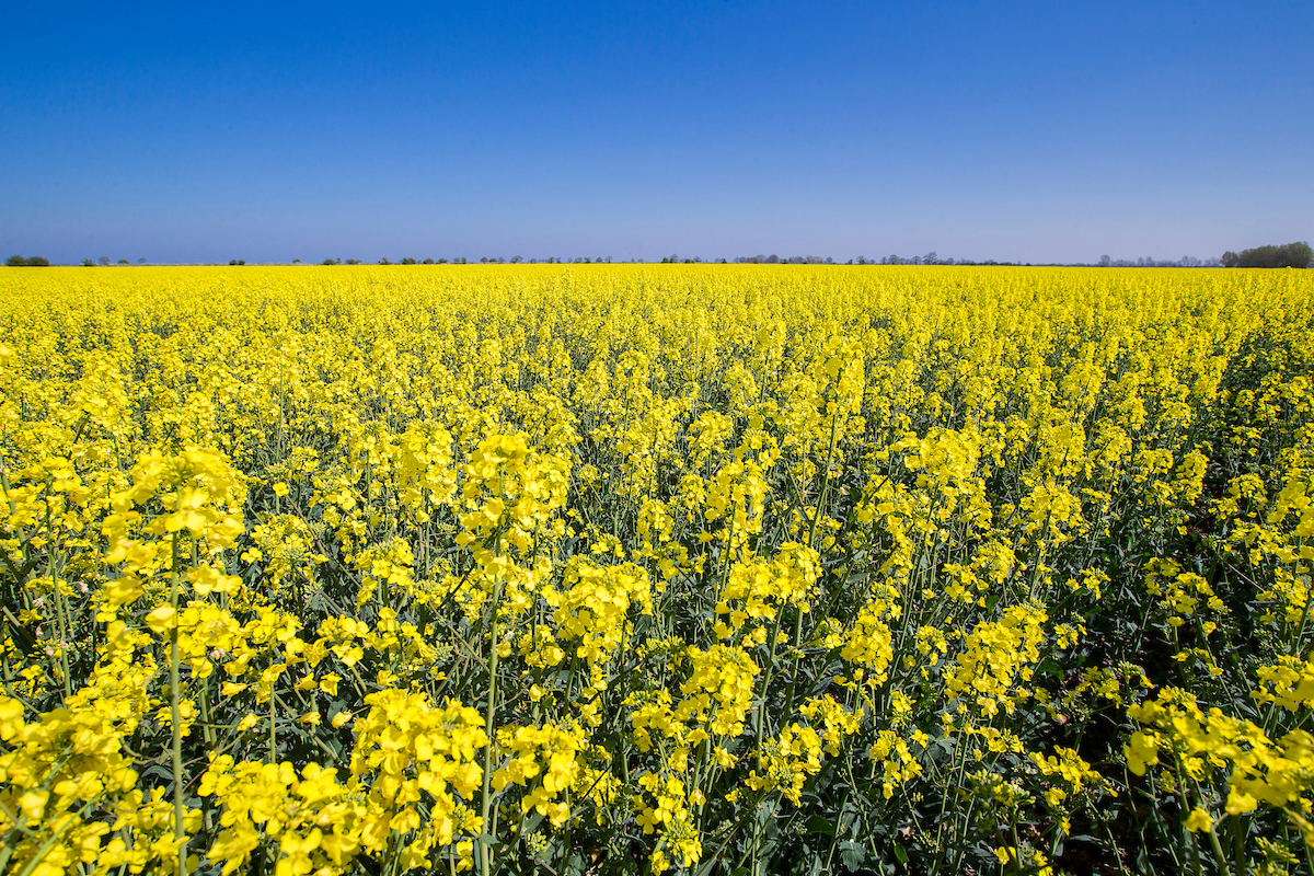 Robust farm Oilseed Rape trialling demonstrates strength-in-depth