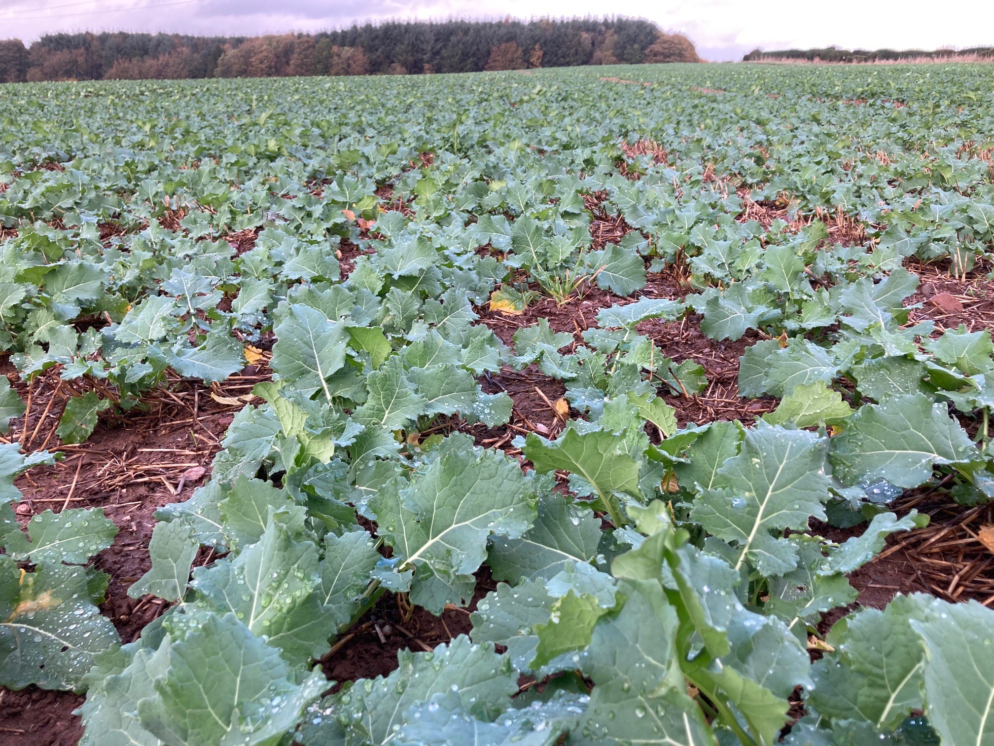 Three things Scottish growers could consider doing before Christmas