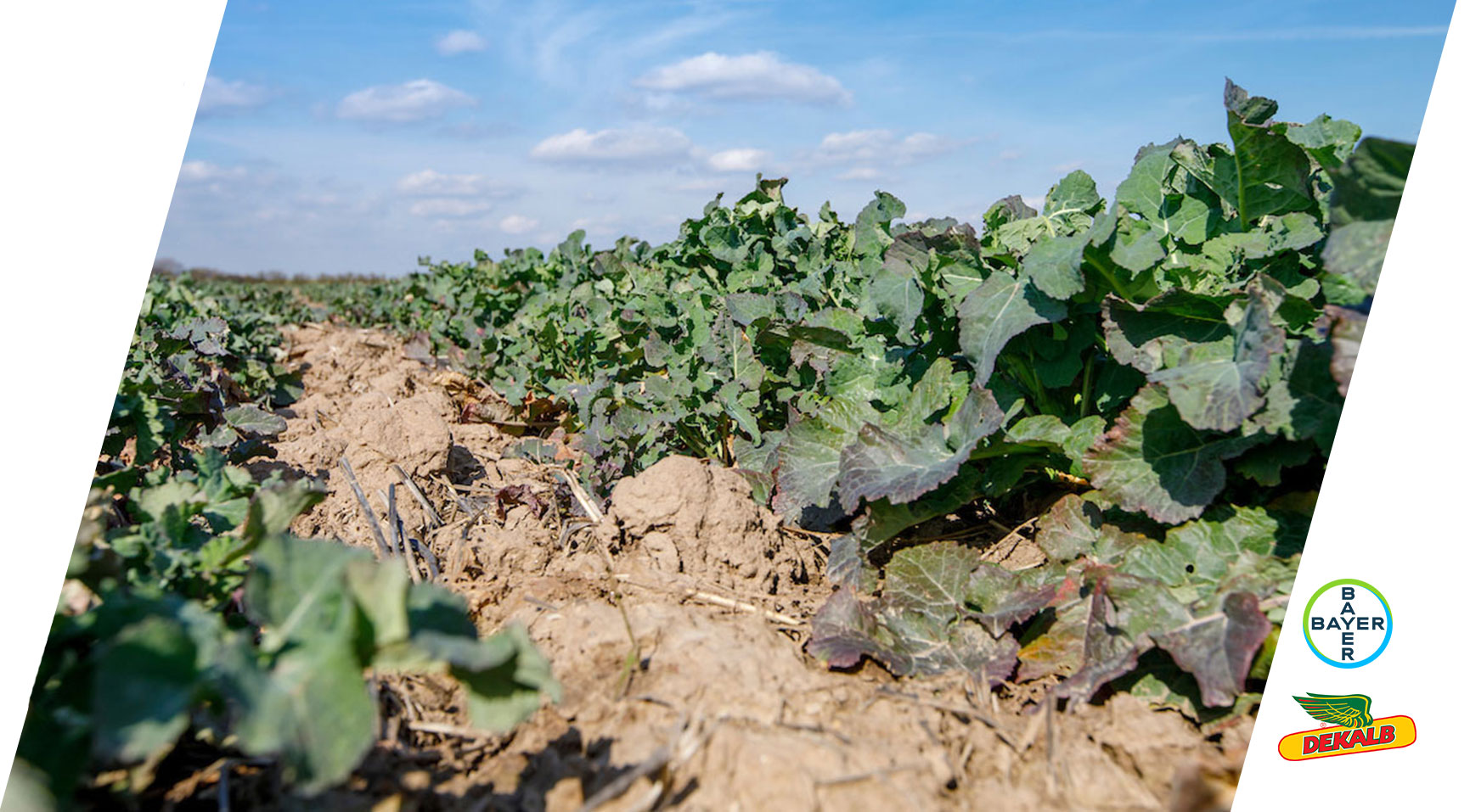 Substantially Increased OSR Crop Confirmed in Annual Grower Poll