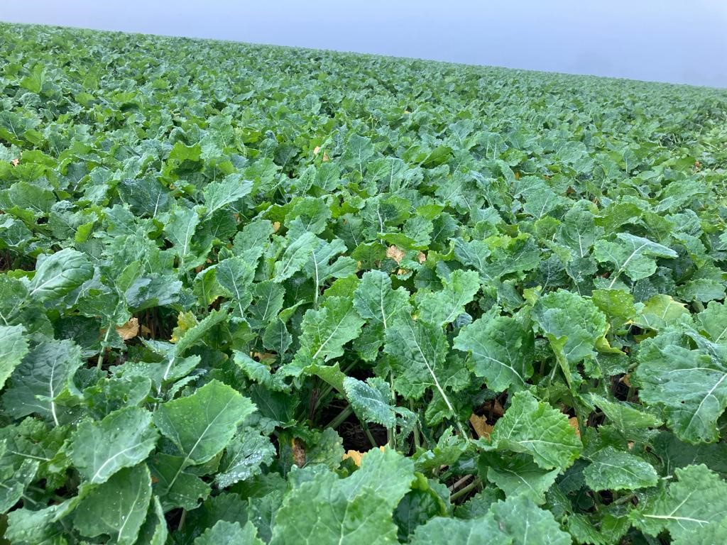 Good Establishment Means Substantially Increased 2023 OSR Crop