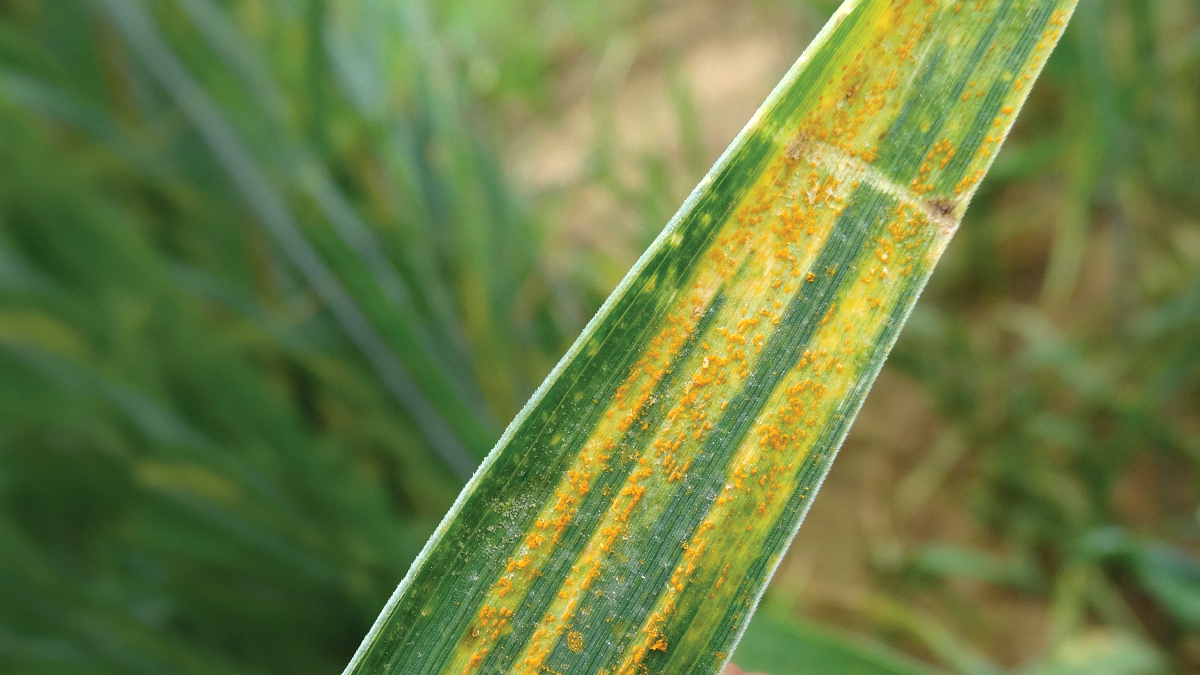 Learning Lessons From Yellow Rust