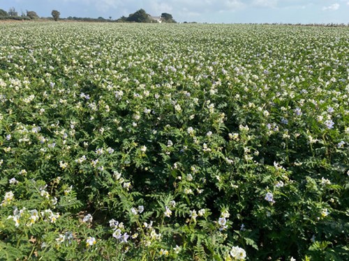 Cover crops for PCN and other plant parasitic nematodes; which species ...