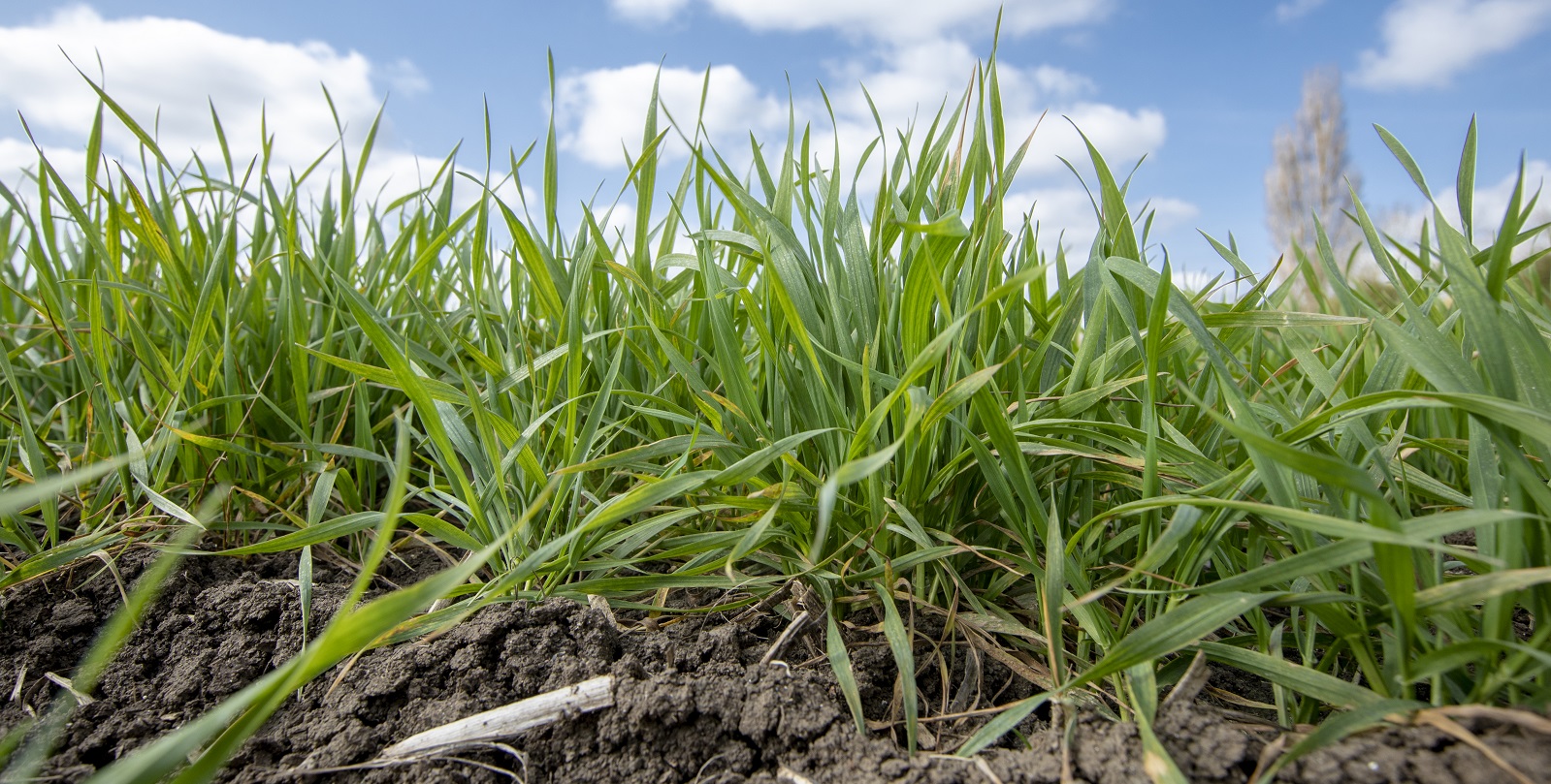 Disease control options in crops this April