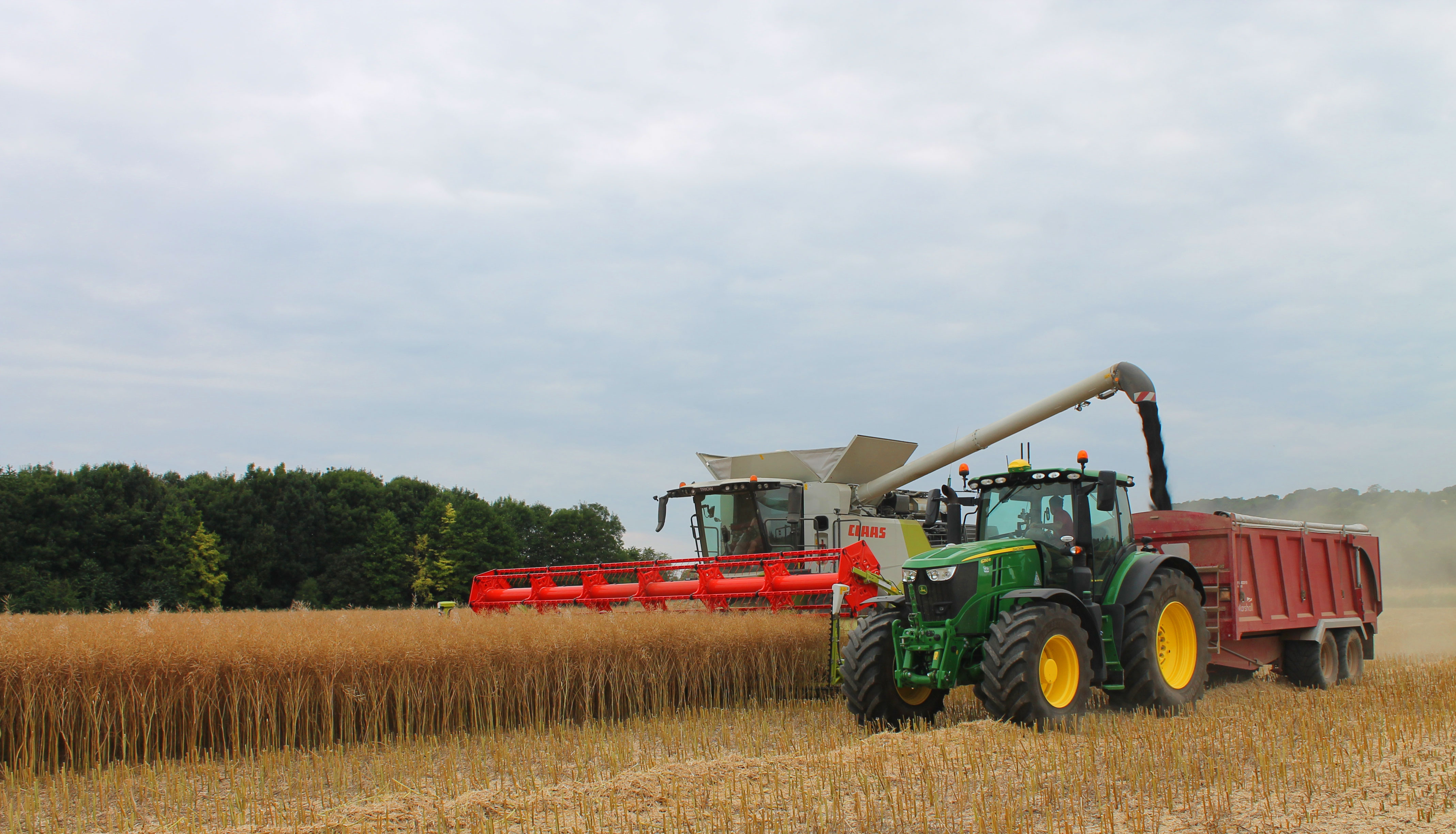 Holding-off on OSR harvesting crucial this season