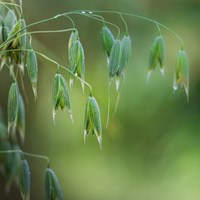 Wild oats Grass Knowledge Hub