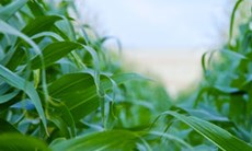 Herbicides & Weed Control - Bayer CropScience