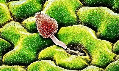 Environmental Stewardship: Guidance on environmentally-friendly farming