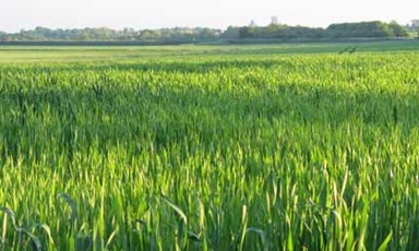 Wheat Crop Protection & Wheat Argonomy - Bayer CropScience