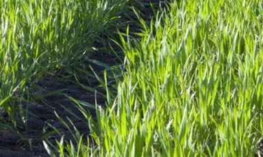 Wheat Crop Protection & Wheat Argonomy - Bayer CropScience